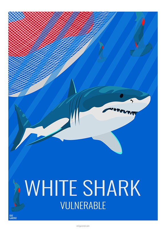 Great White Shark Poster
